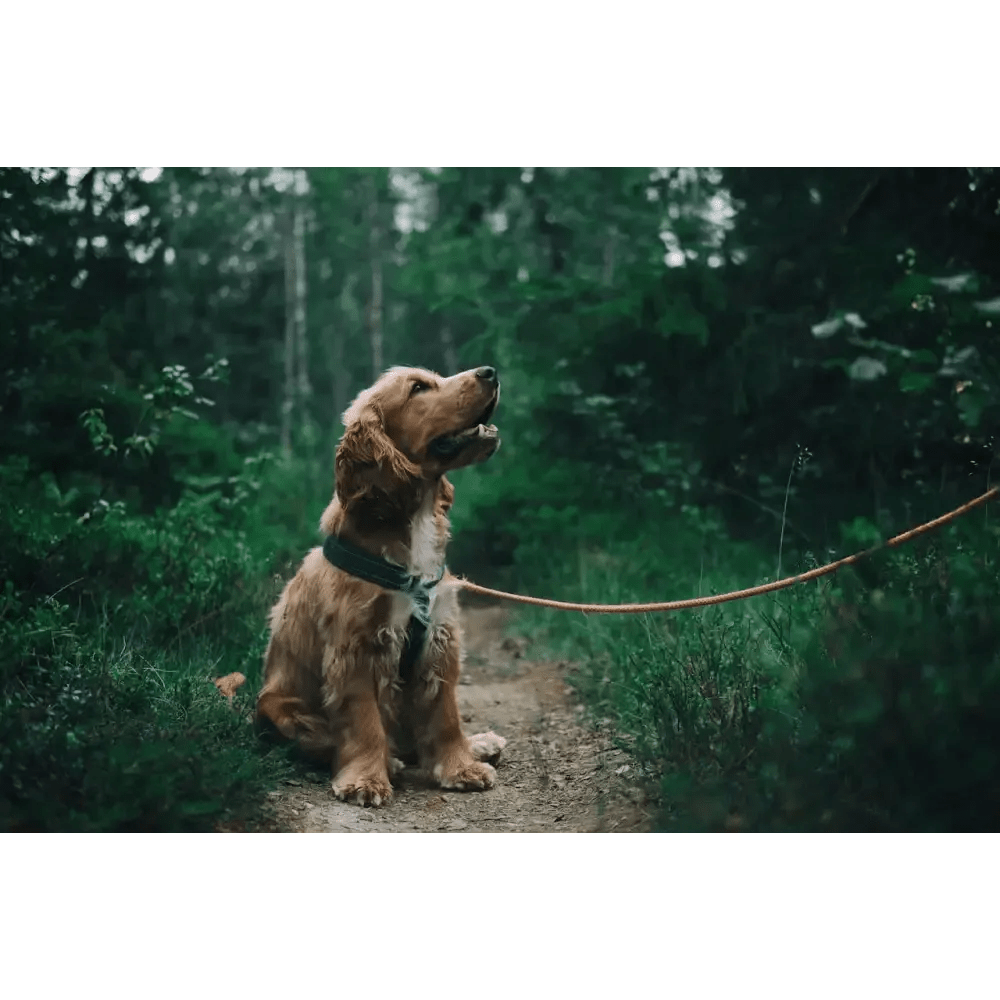 Pet Ash Scattering Ceremony | Aerial Tribute by Skydiving – AshDive ...